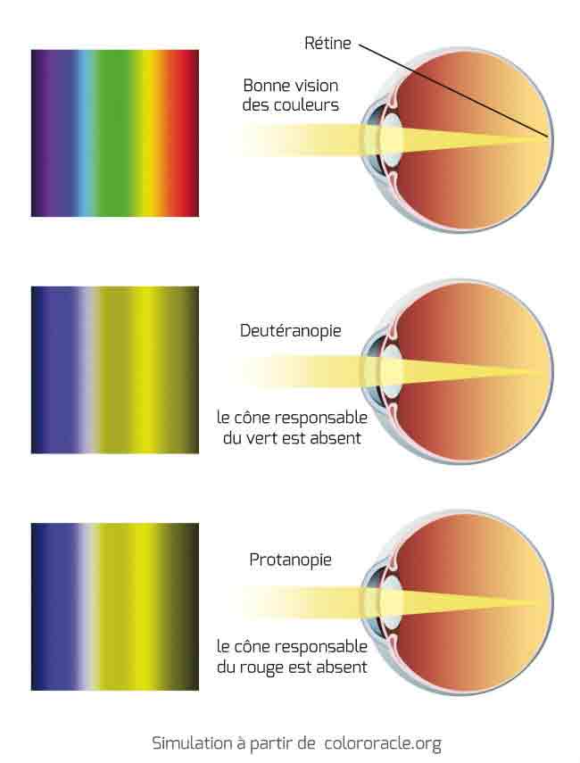 L’examen de la vision des couleurs – Cabinet d'Orthoptie Evry